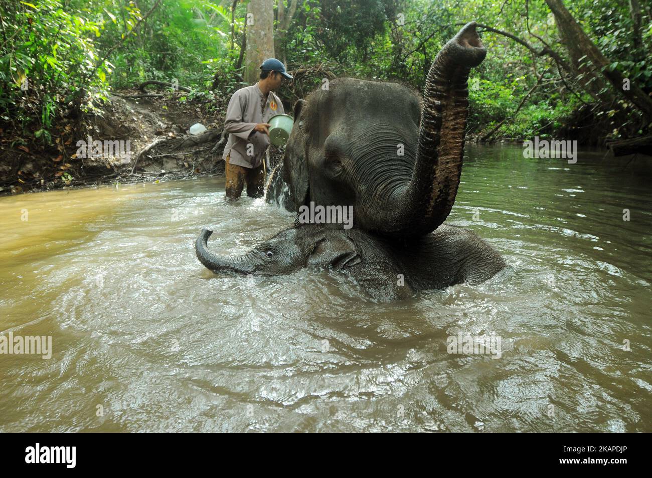 Mahout Elephant Response Unit (ERU) escorted tame elephants to the ...