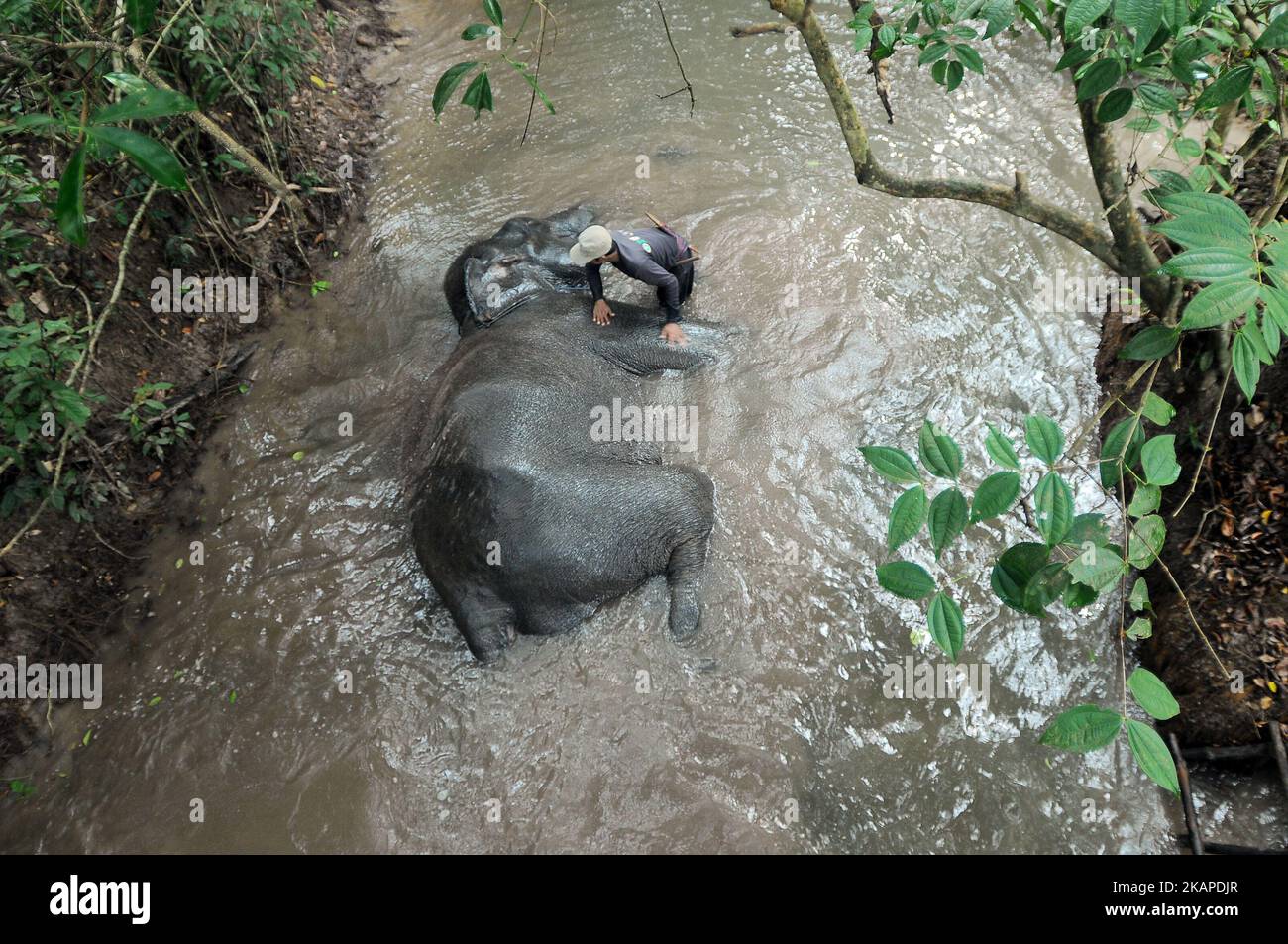 Mahout Elephant Response Unit (ERU) escorted tame elephants to the ...