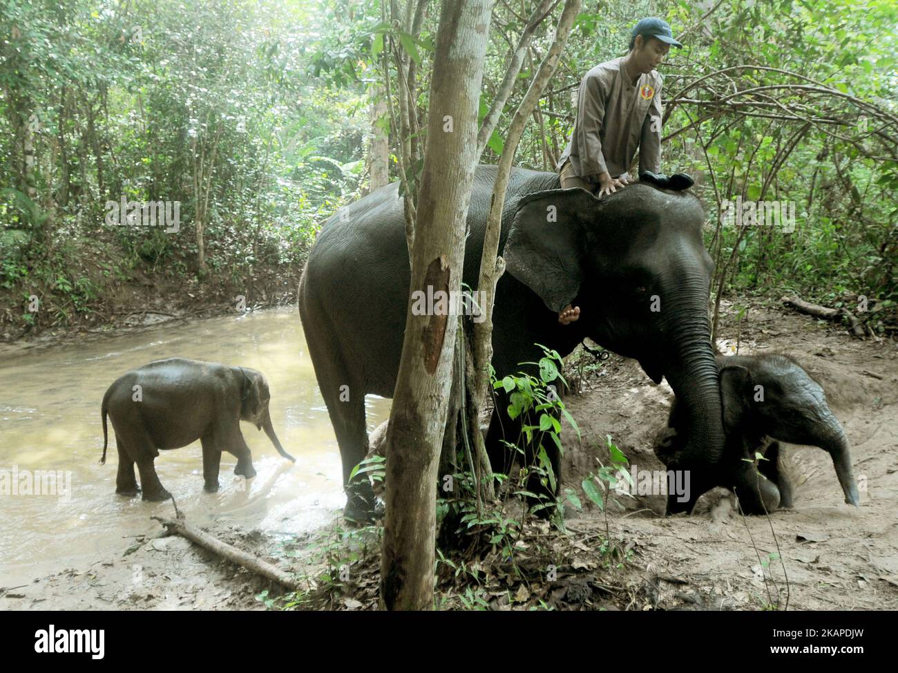 Mahout Elephant Response Unit (ERU) escorted tame elephants to the ...