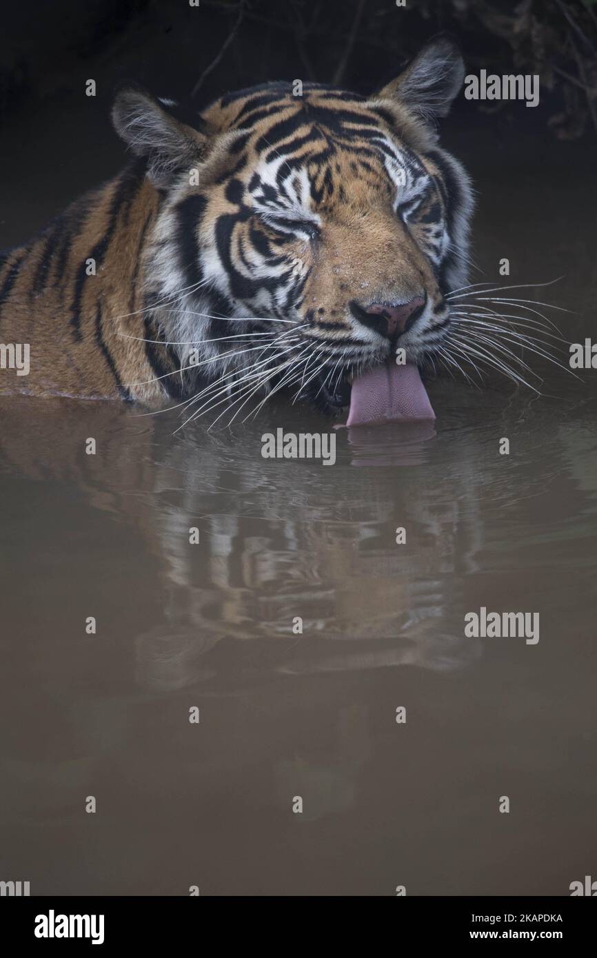 The Sumatran tiger (panthera tigris sumatrae) named Leony was released ...