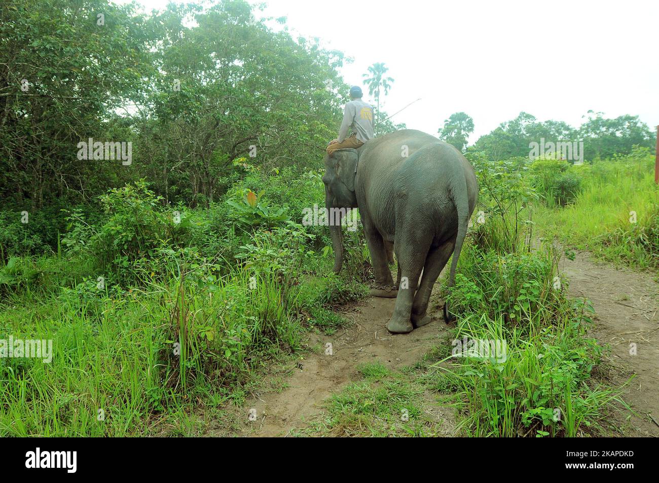 Mahout Elephant Response Unit (ERU) escorted tame elephants to the ...