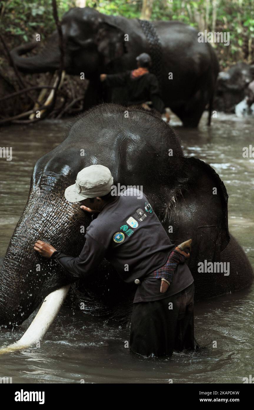 Mahout Elephant Response Unit (ERU) escorted tame elephants to the ...