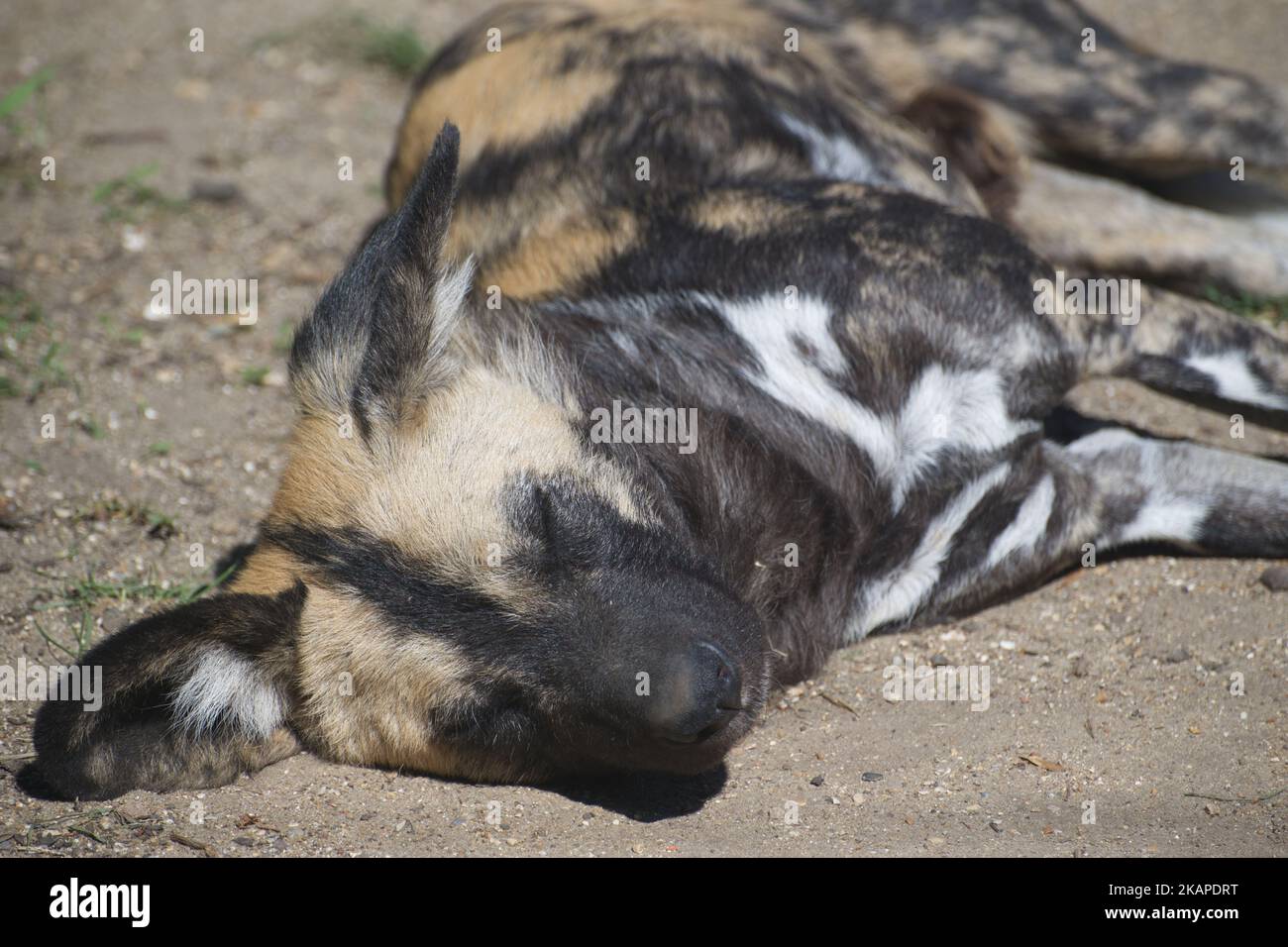 African hunting dog sleeping hi-res stock photography and images - Alamy