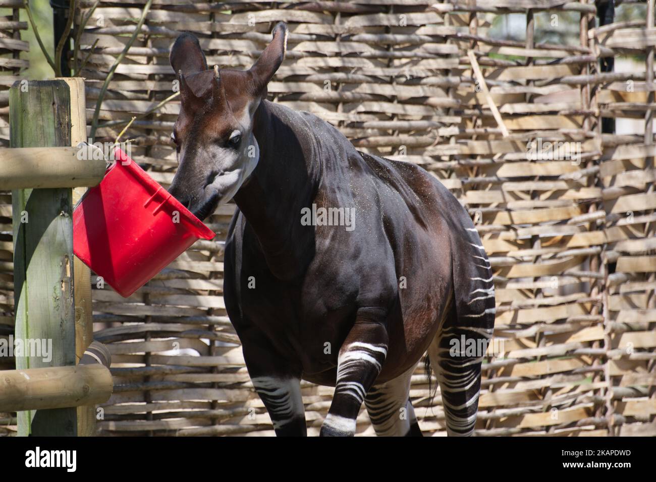 Okapi eating hi-res stock photography and images - Alamy