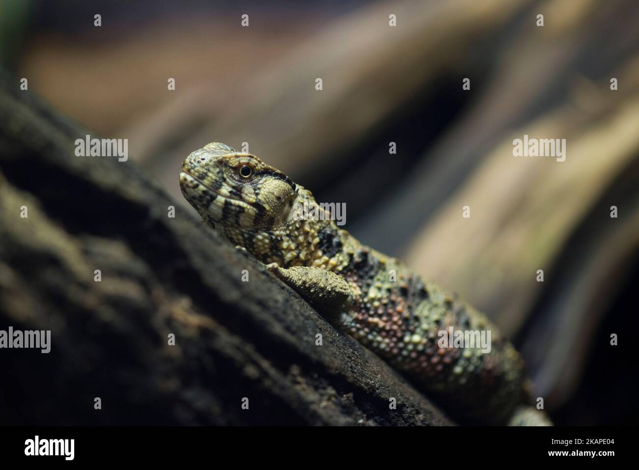 Crocodile lizard hi-res stock photography and images - Alamy