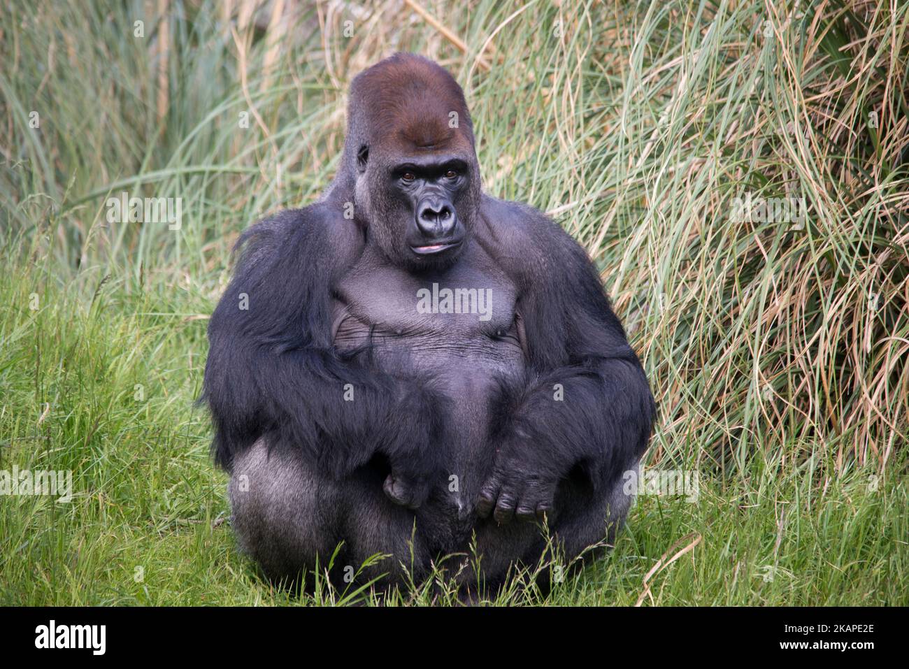 Gorilla watching hi-res stock photography and images - Alamy