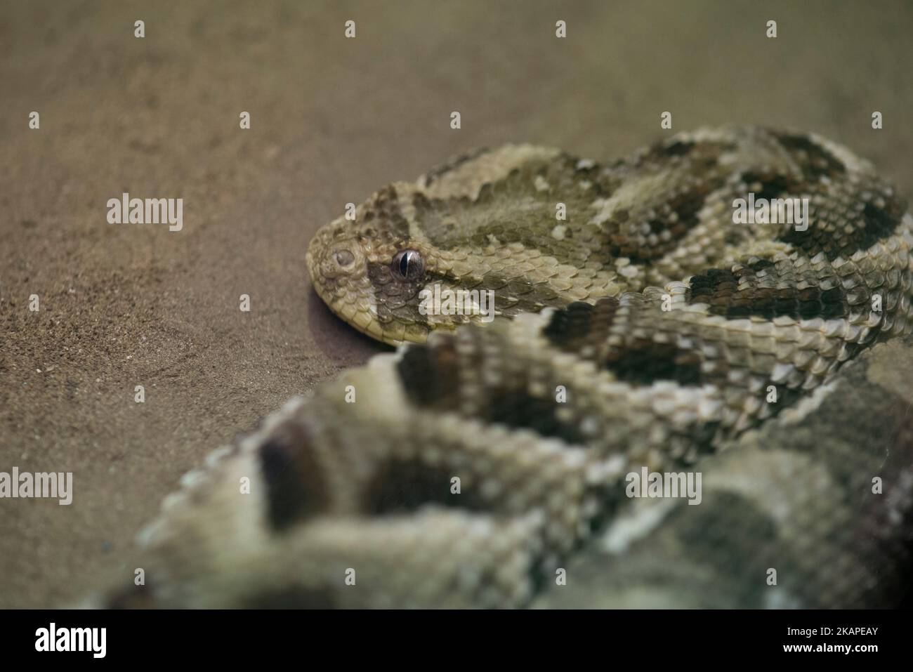 Common puff adder hi-res stock photography and images - Alamy