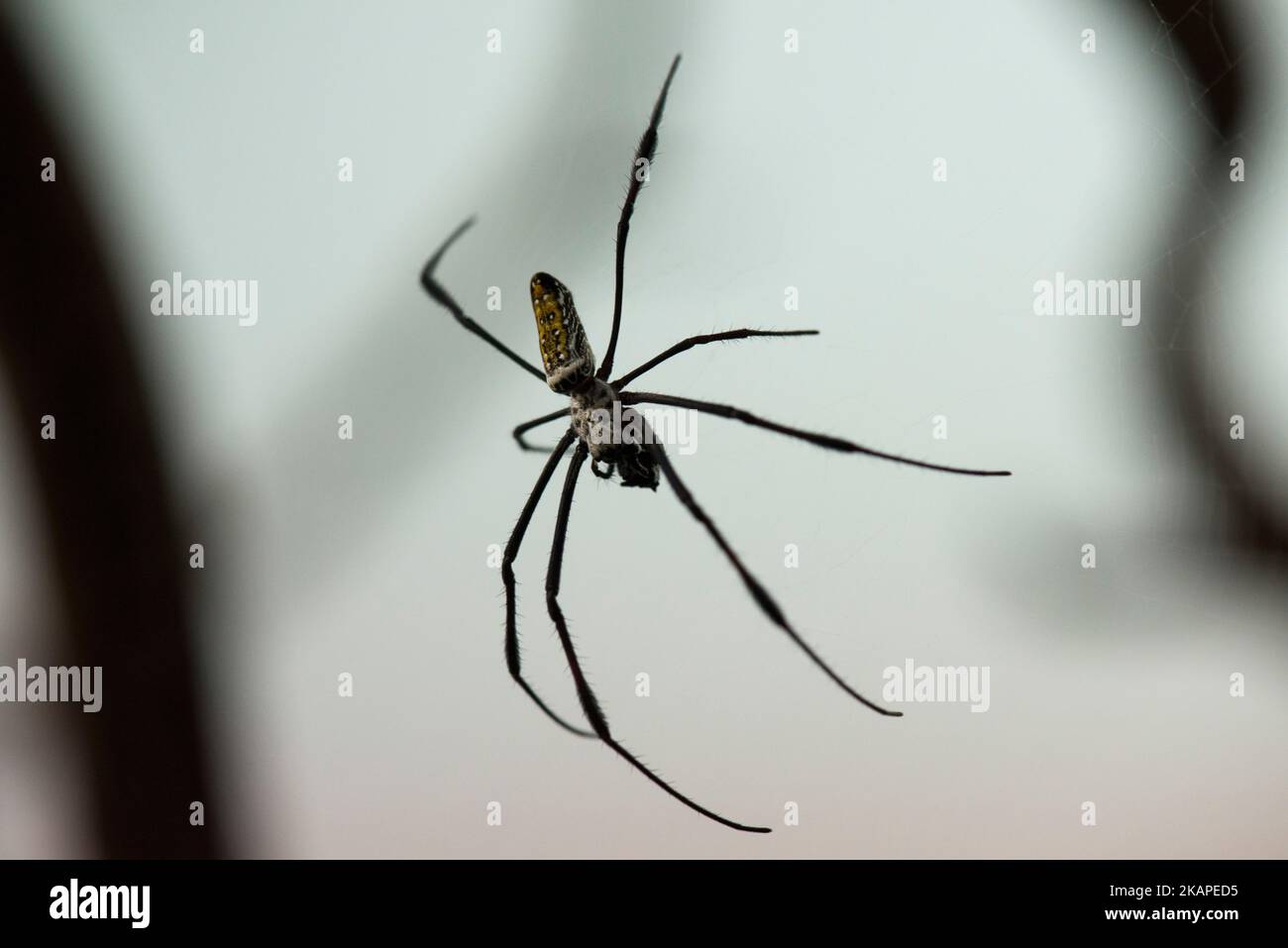 Golden Orb-weaver spider Stock Photo - Alamy