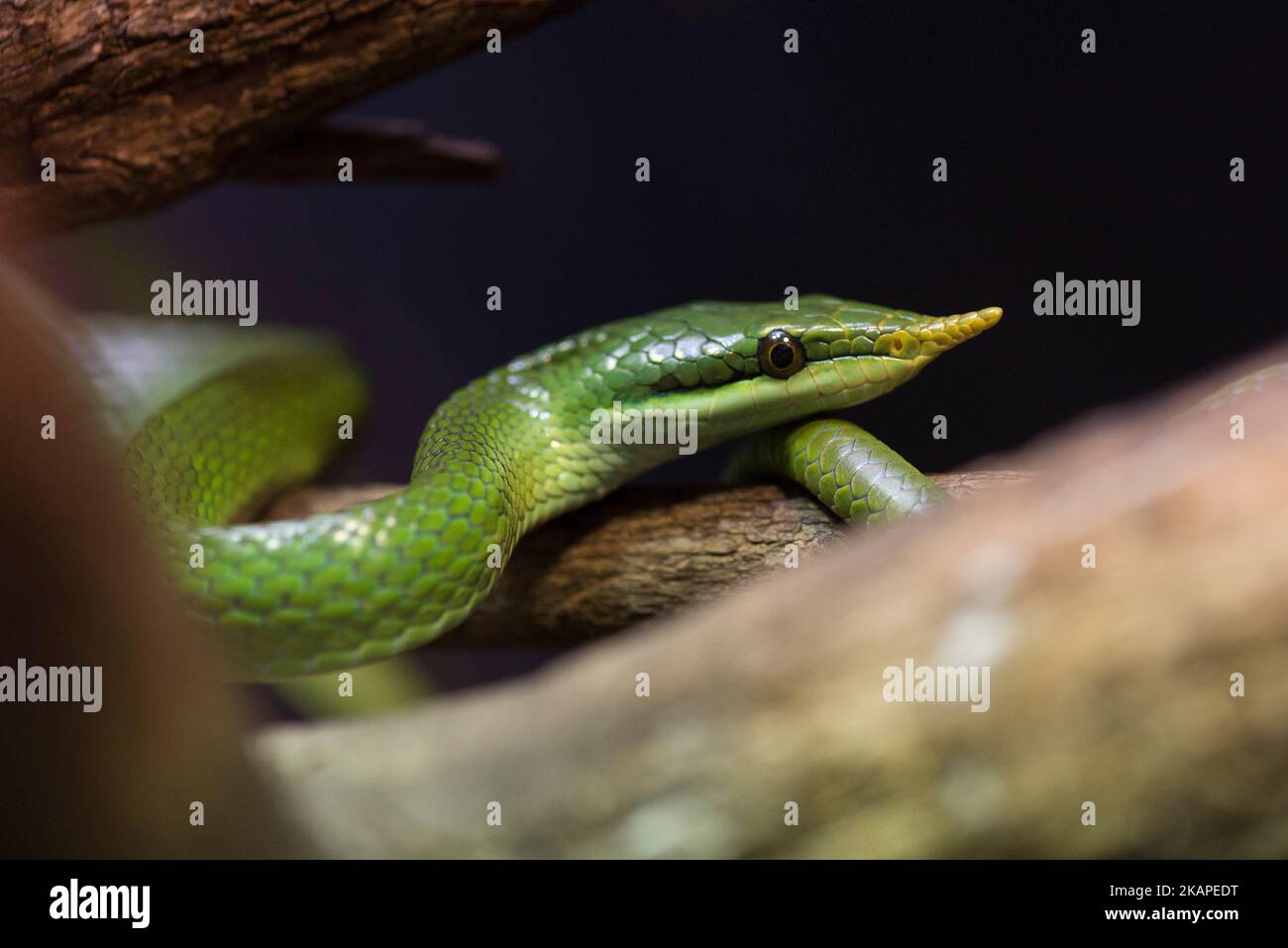 Rhino rat snake hi-res stock photography and images - Alamy