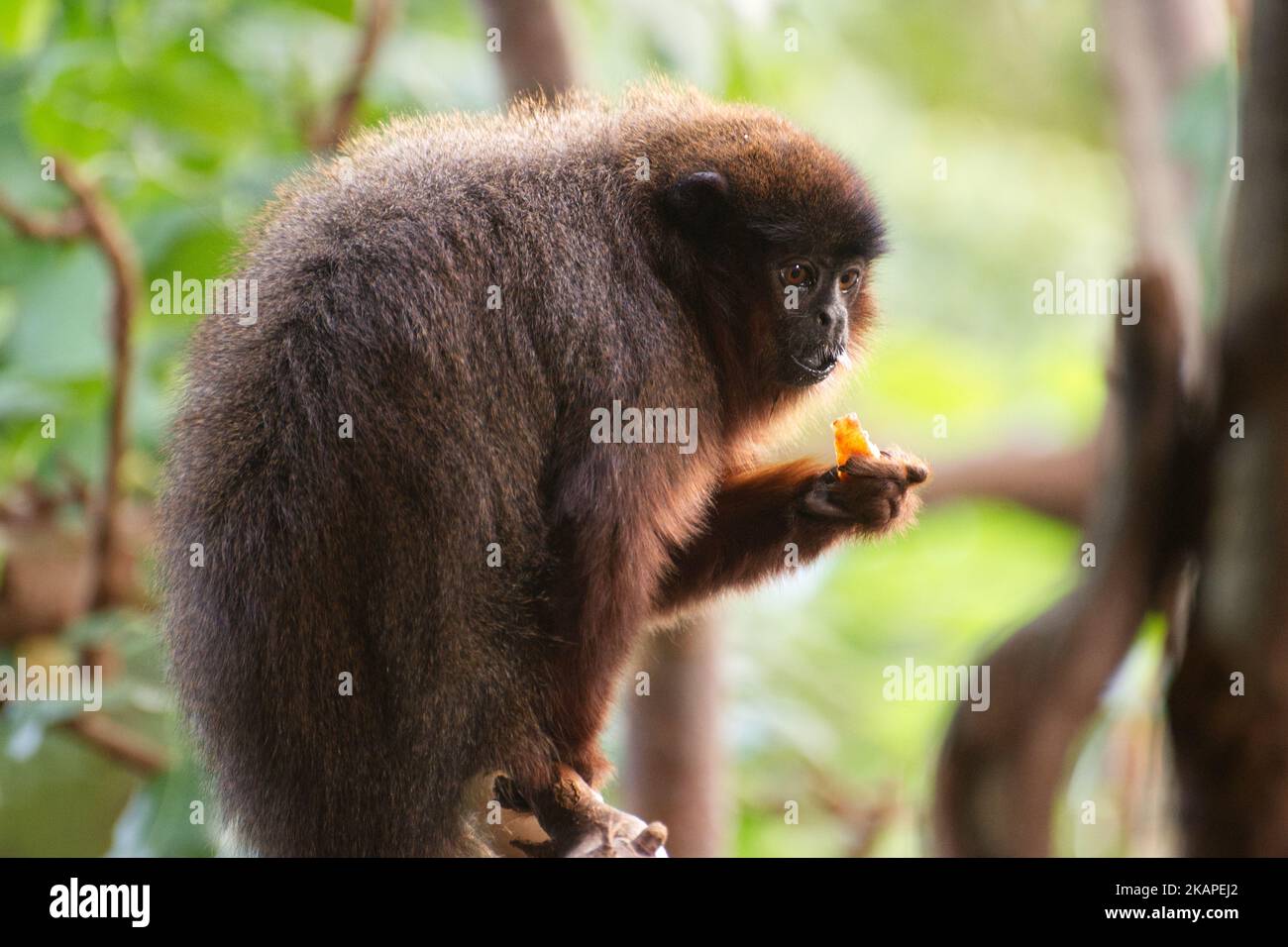Callicebinae hi-res stock photography and images - Alamy