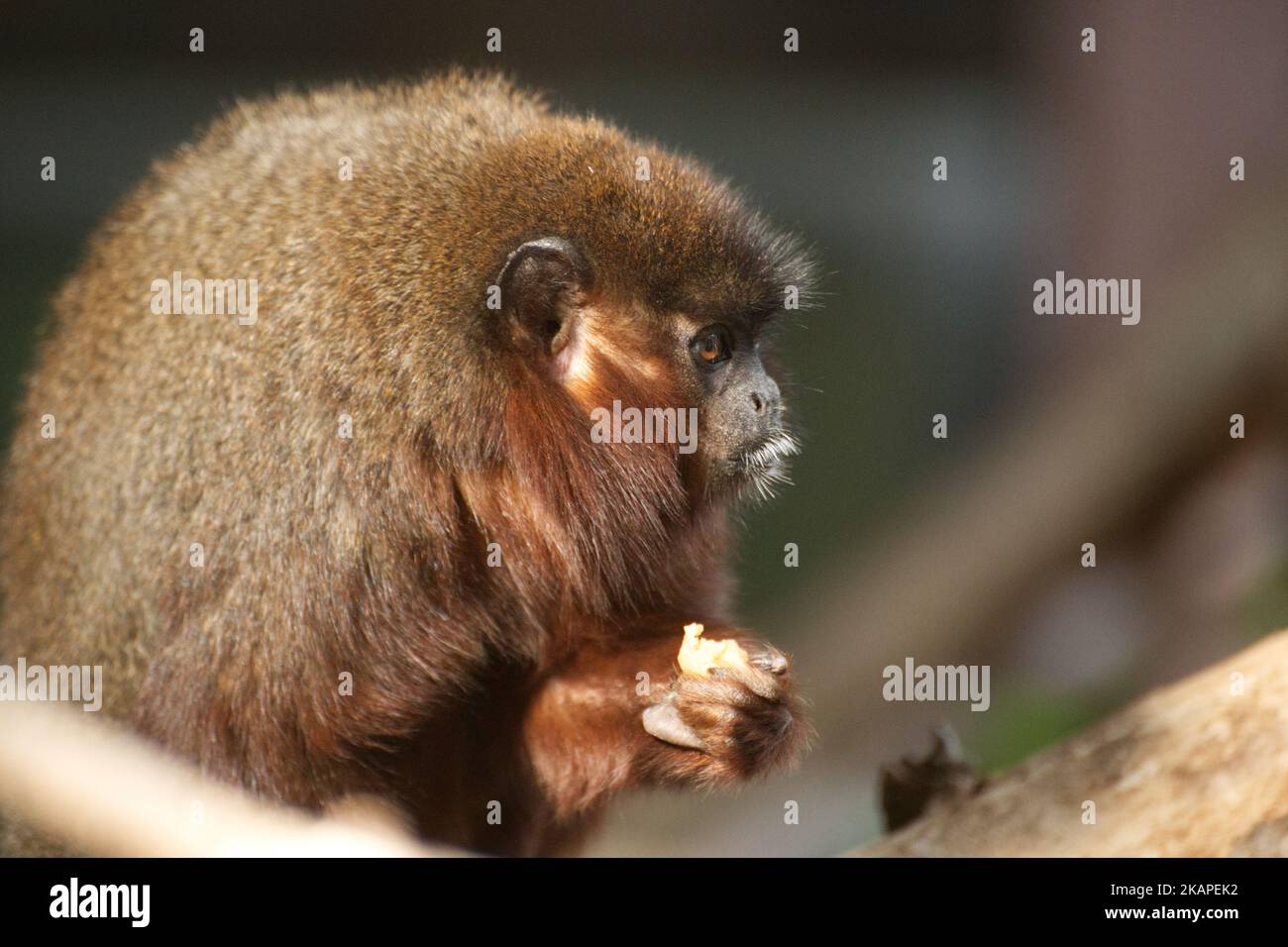 Red Titi monkey Stock Photo - Alamy