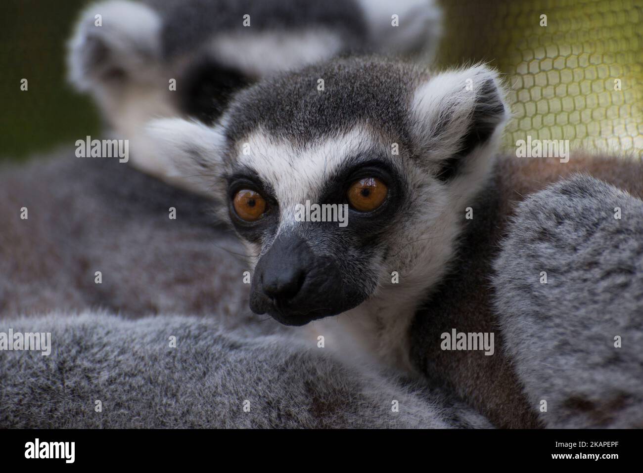 Sleepy lemur hi-res stock photography and images - Alamy