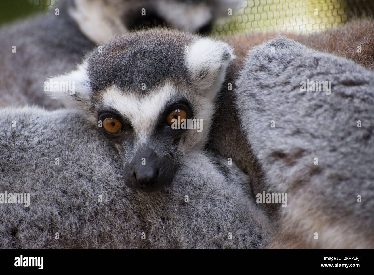 Sleepy lemur hi-res stock photography and images - Alamy