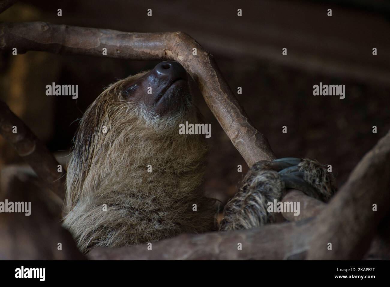 Linnaeus's two-toed sloth Stock Photo - Alamy