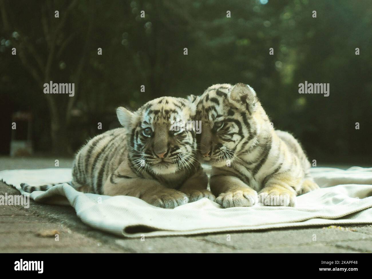 39-day Bengal tigers babies were introduced to the public at Bandung Zoo in West Java, Indonesia ...