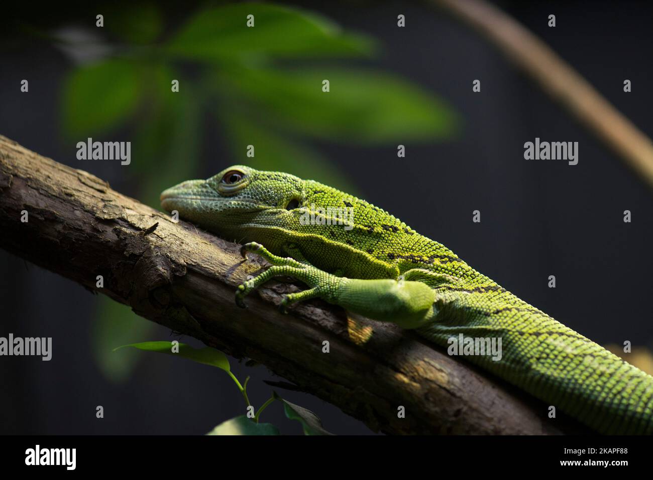 Emerald tree monitor Stock Photo - Alamy