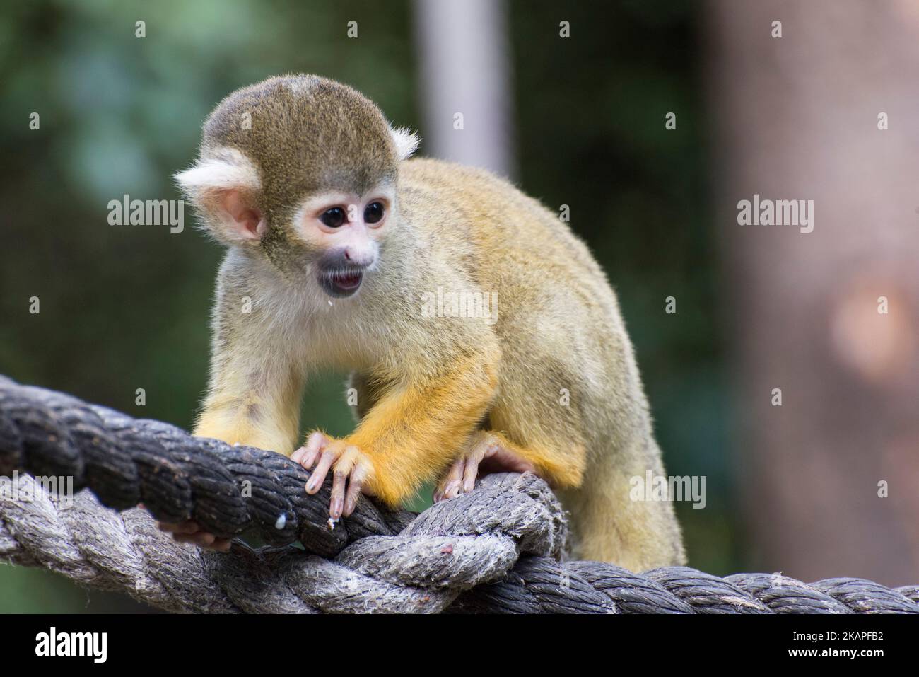 Squirrel monkey (Bolivian black-capped Stock Photo - Alamy