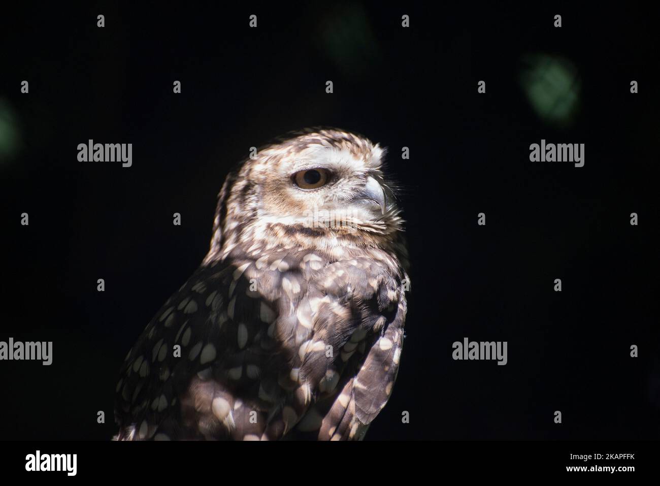 Shoco owl hi-res stock photography and images - Alamy