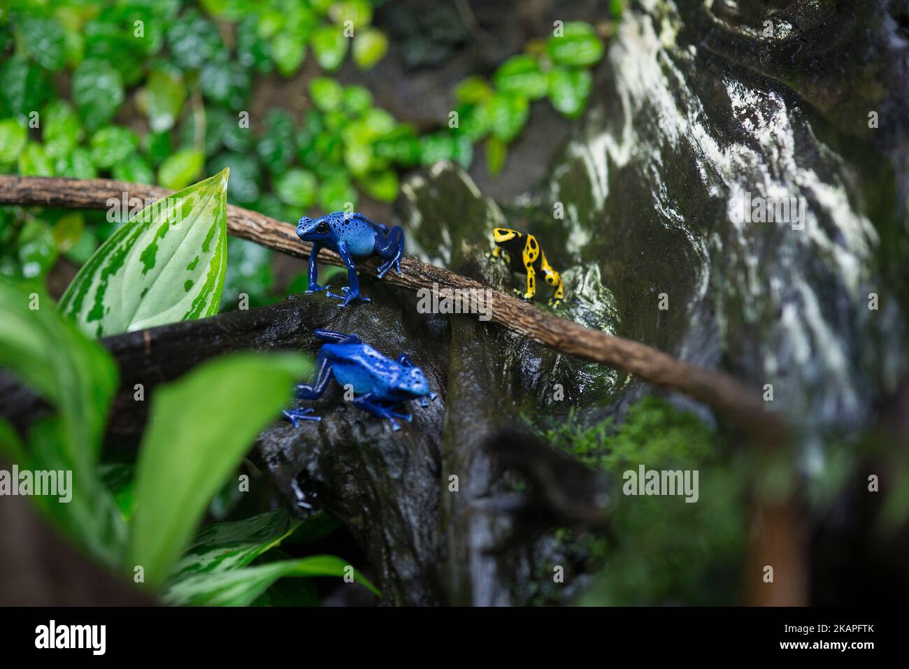 Blue poison dart frog Stock Photo - Alamy