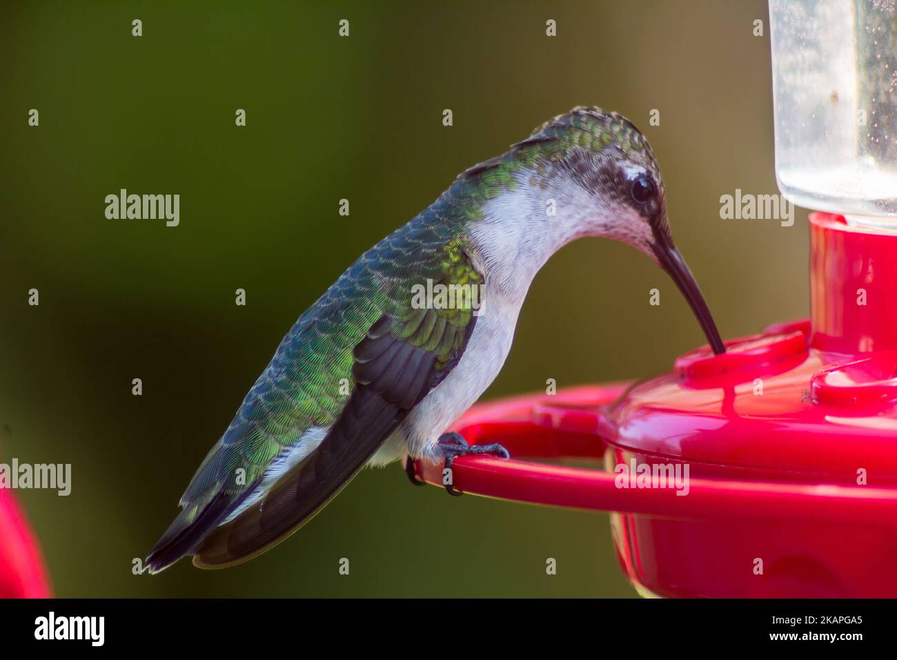 A selective focus of a hummingbird drinking water from a feeder ...