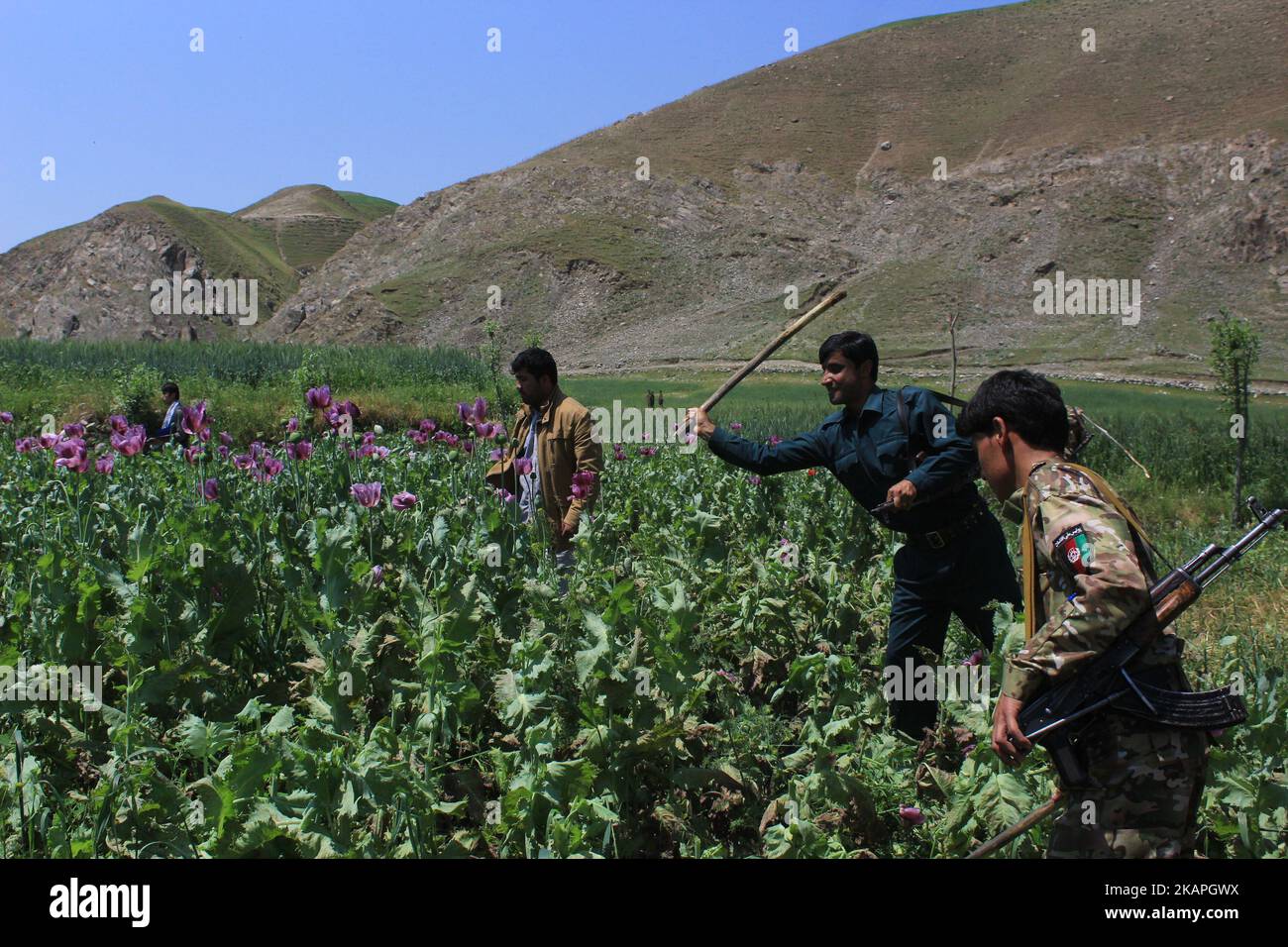 Afghan policemen destroy poppy fields in Badakhshan province, one of ...