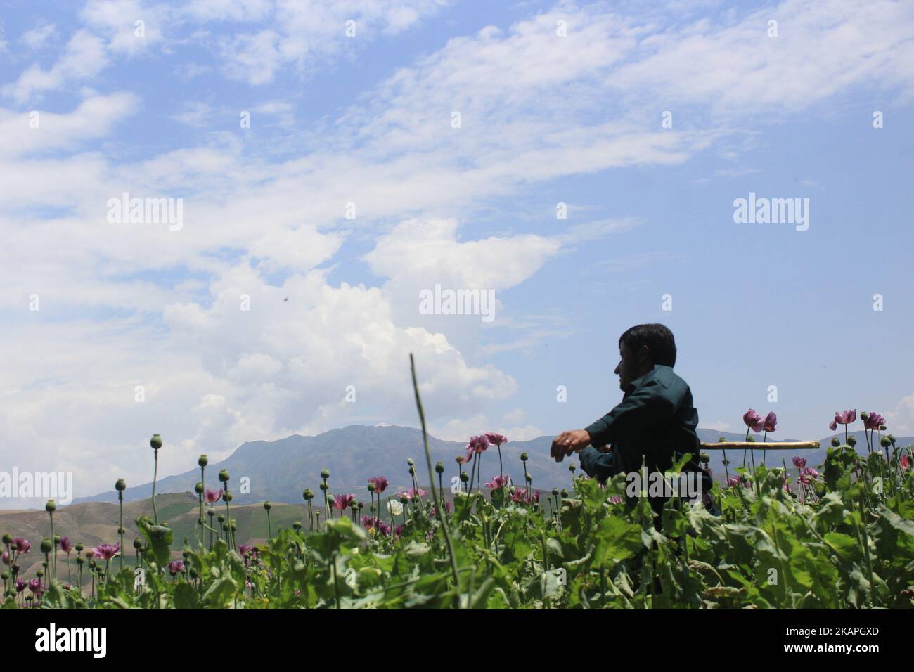 Afghan opium poppy field hi-res stock photography and images - Alamy
