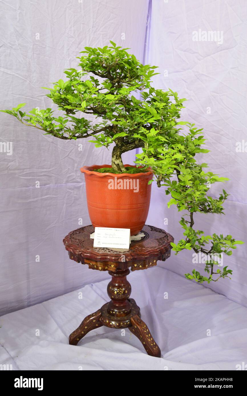 Miniature tree (Bansai tree) displayed in the exhibition in Dhaka ...