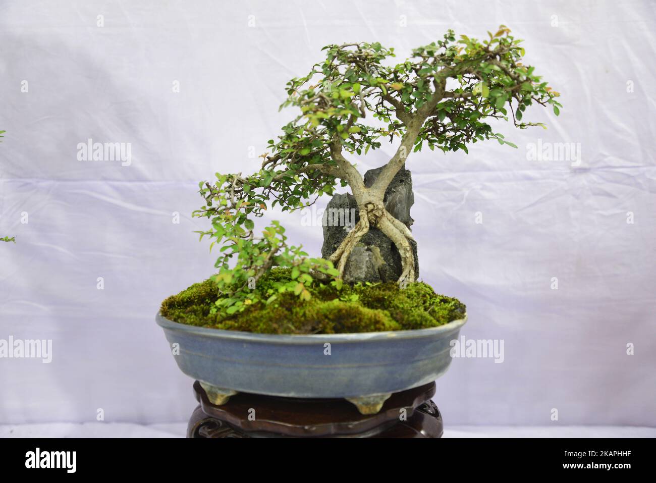 Miniature tree (Bansai tree) displayed in the exhibition in Dhaka ...