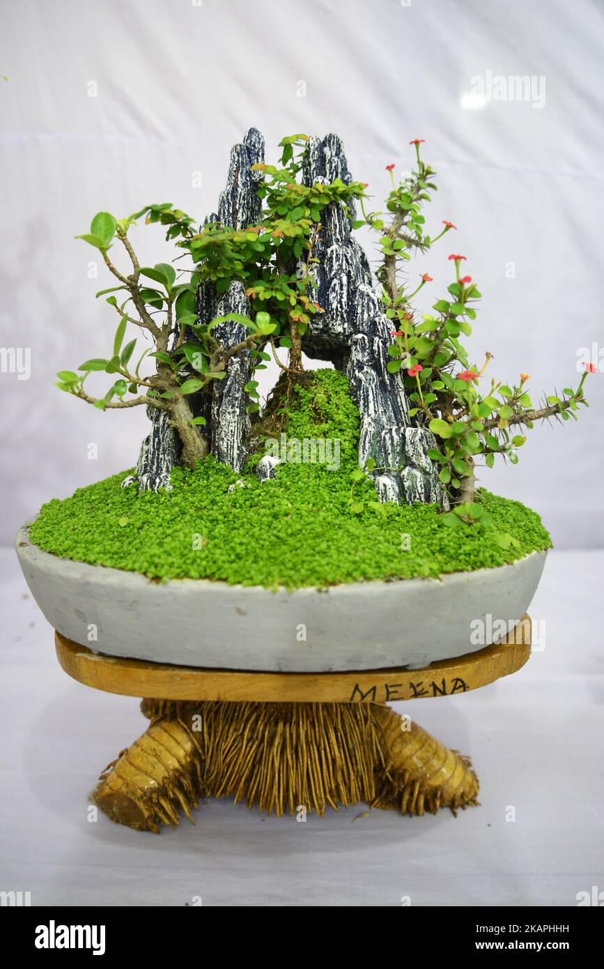 Miniature tree (Bansai tree) displayed in the exhibition in Dhaka ...
