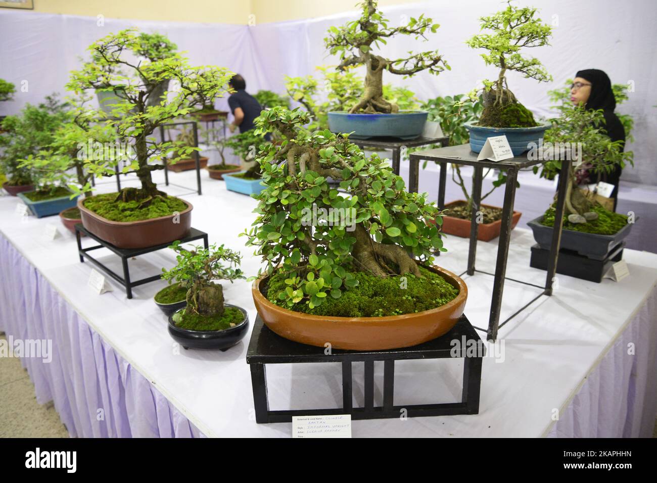Bangladeshi bonsai hi-res stock photography and images - Alamy