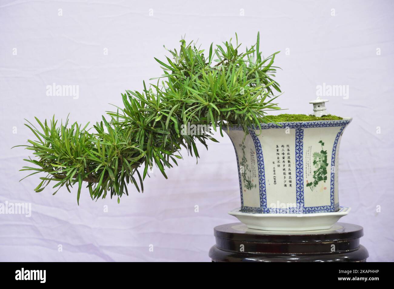 Miniature tree (Bansai tree) displayed in the exhibition in Dhaka ...