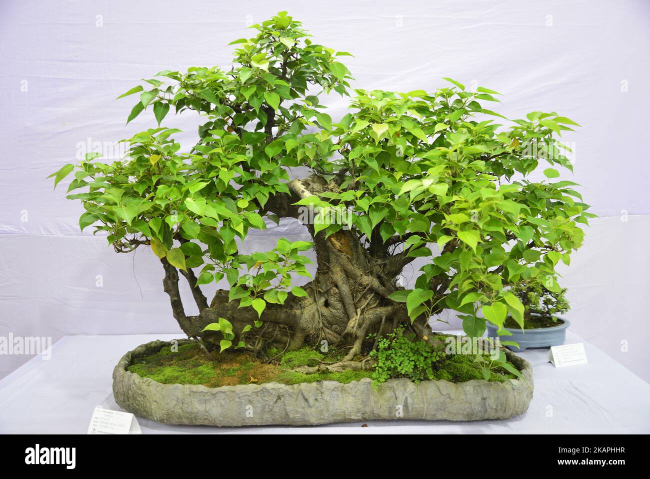 Miniature tree (Bansai tree) displayed in the exhibition in Dhaka ...