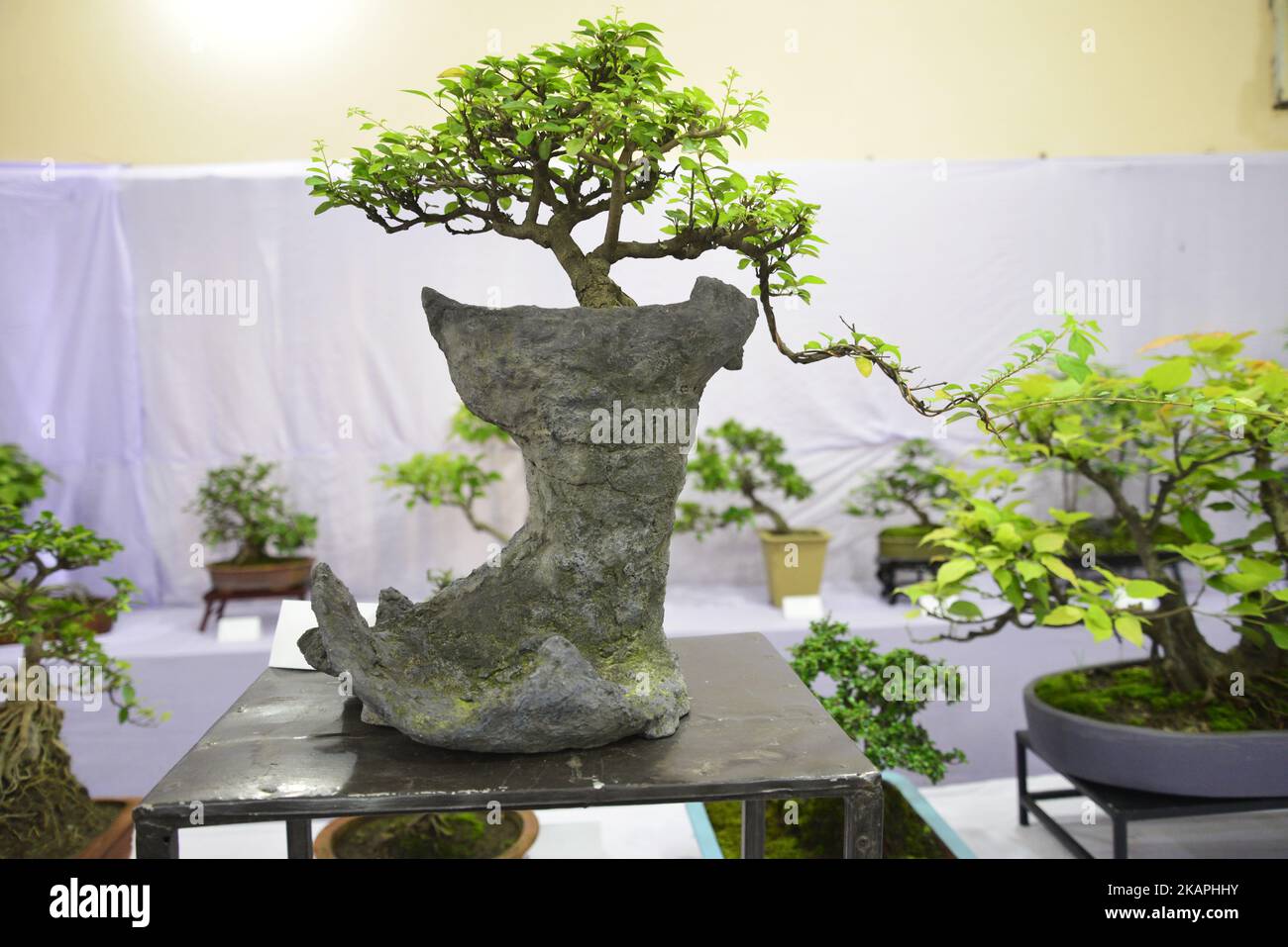 Miniature tree (Bansai tree) displayed in the exhibition in Dhaka ...