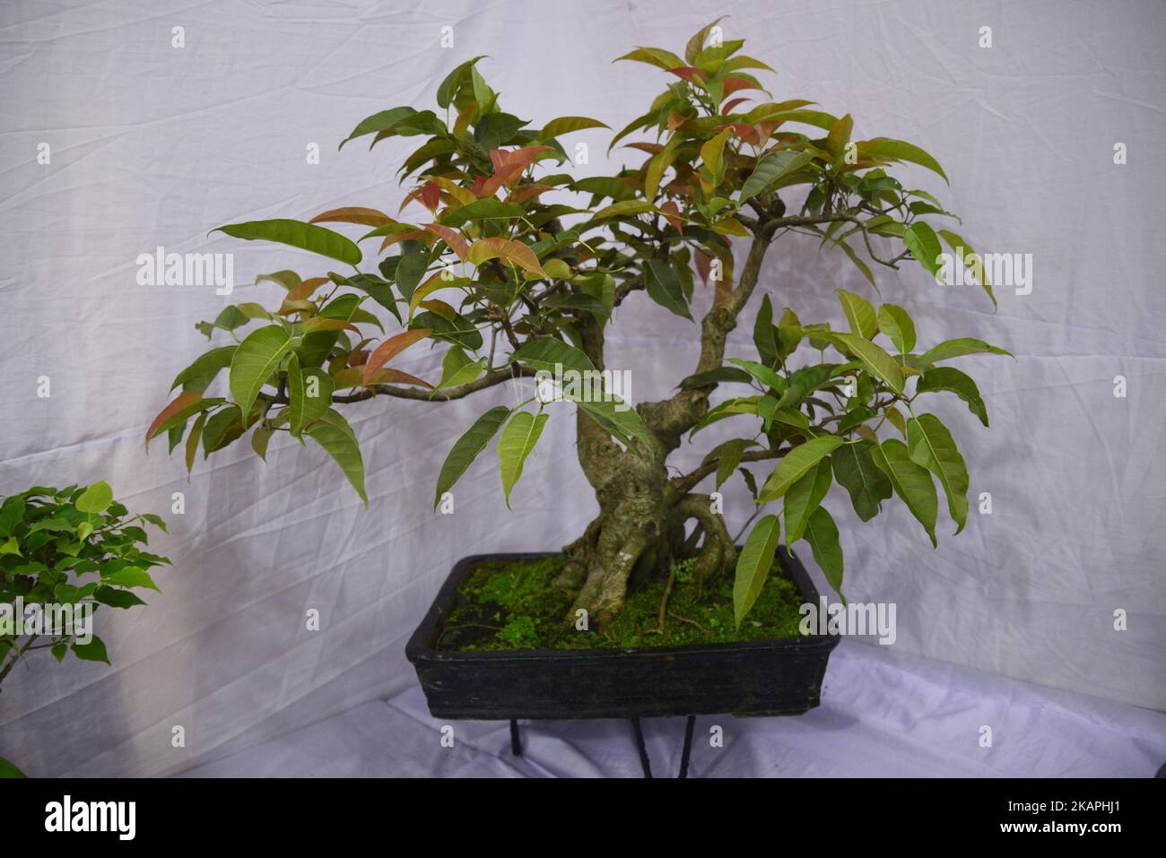 Miniature tree (Bansai tree) displayed in the exhibition in Dhaka ...