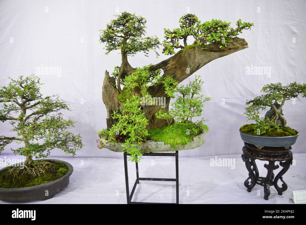 Miniature tree (Bansai tree) displayed in the exhibition in Dhaka ...