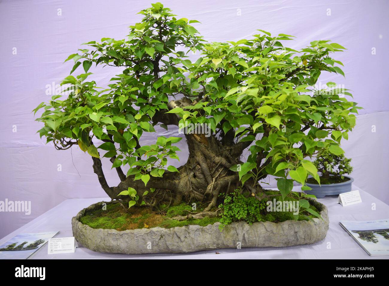 Miniature tree (Bansai tree) displayed in the exhibition in Dhaka ...