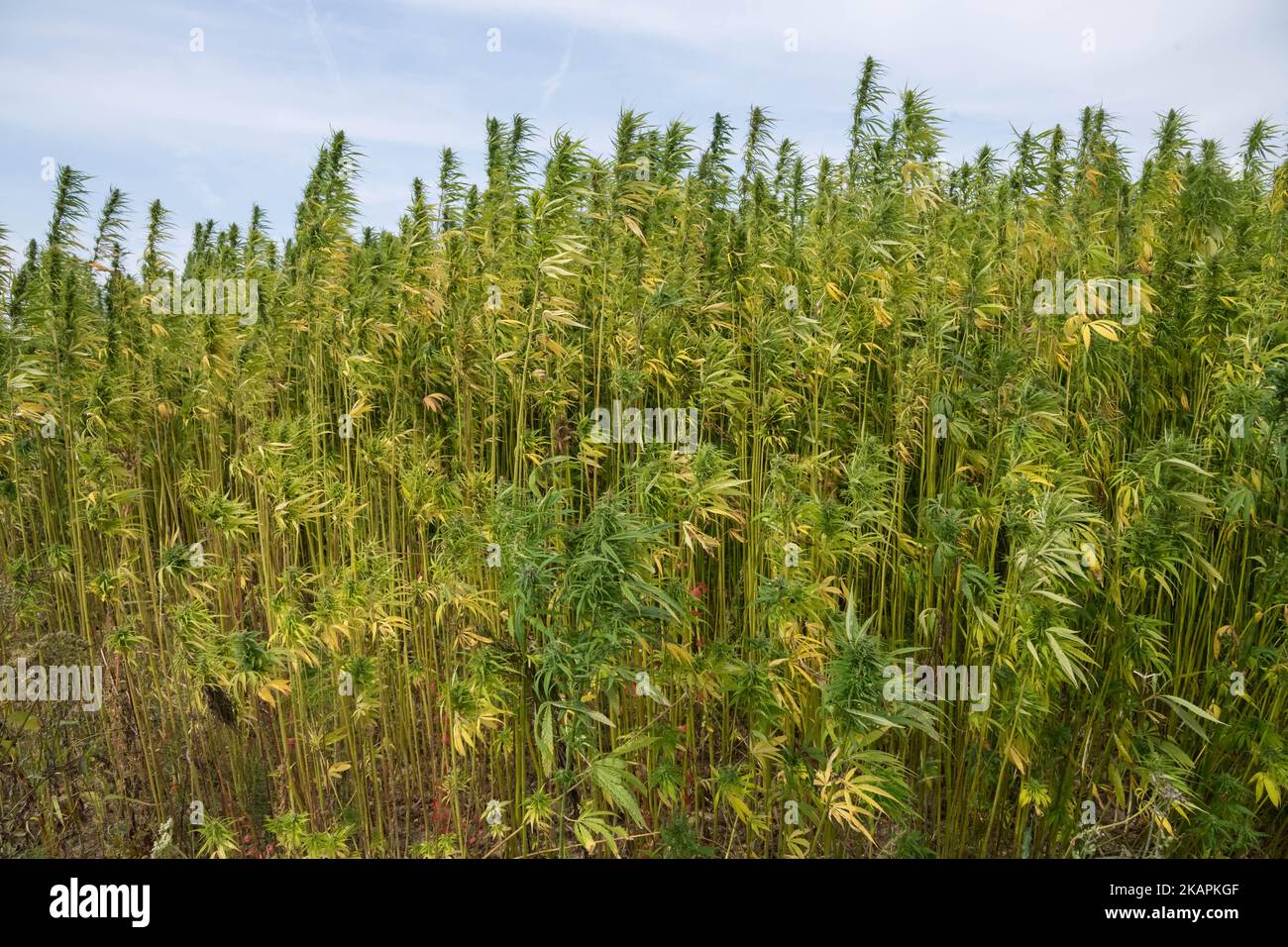 A field with industrial hemp growing in France on 15 August 2017. The ...
