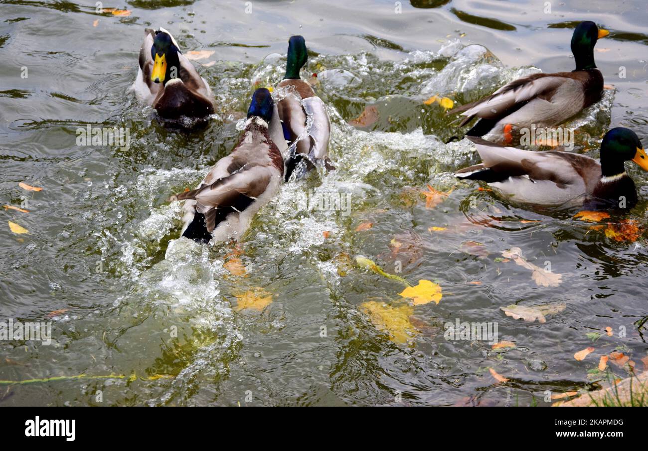 Rouen duck group hi-res stock photography and images - Alamy