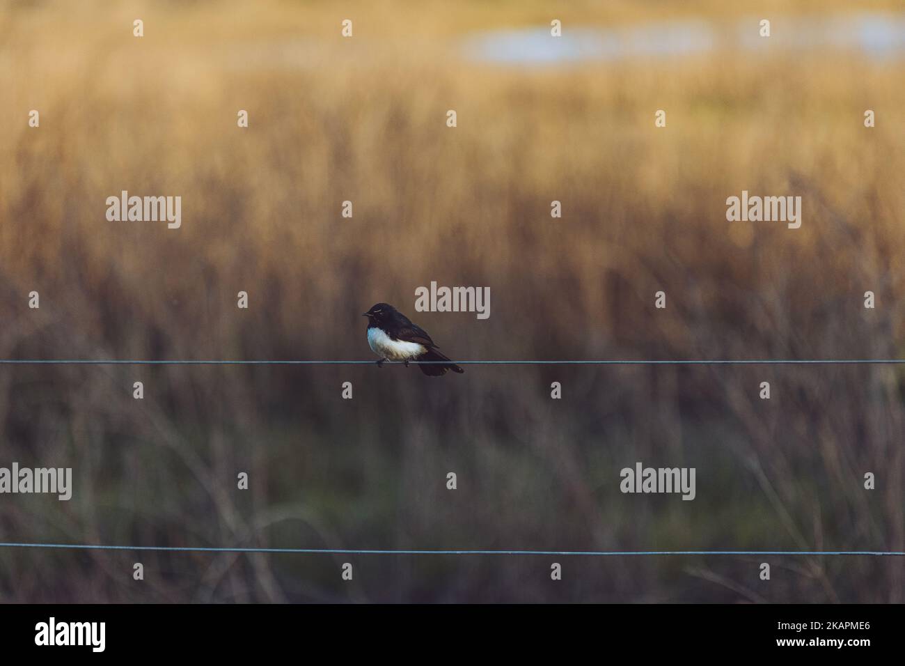 A Willie wagtail bird perching on a barbed wire fence against a blurry ...