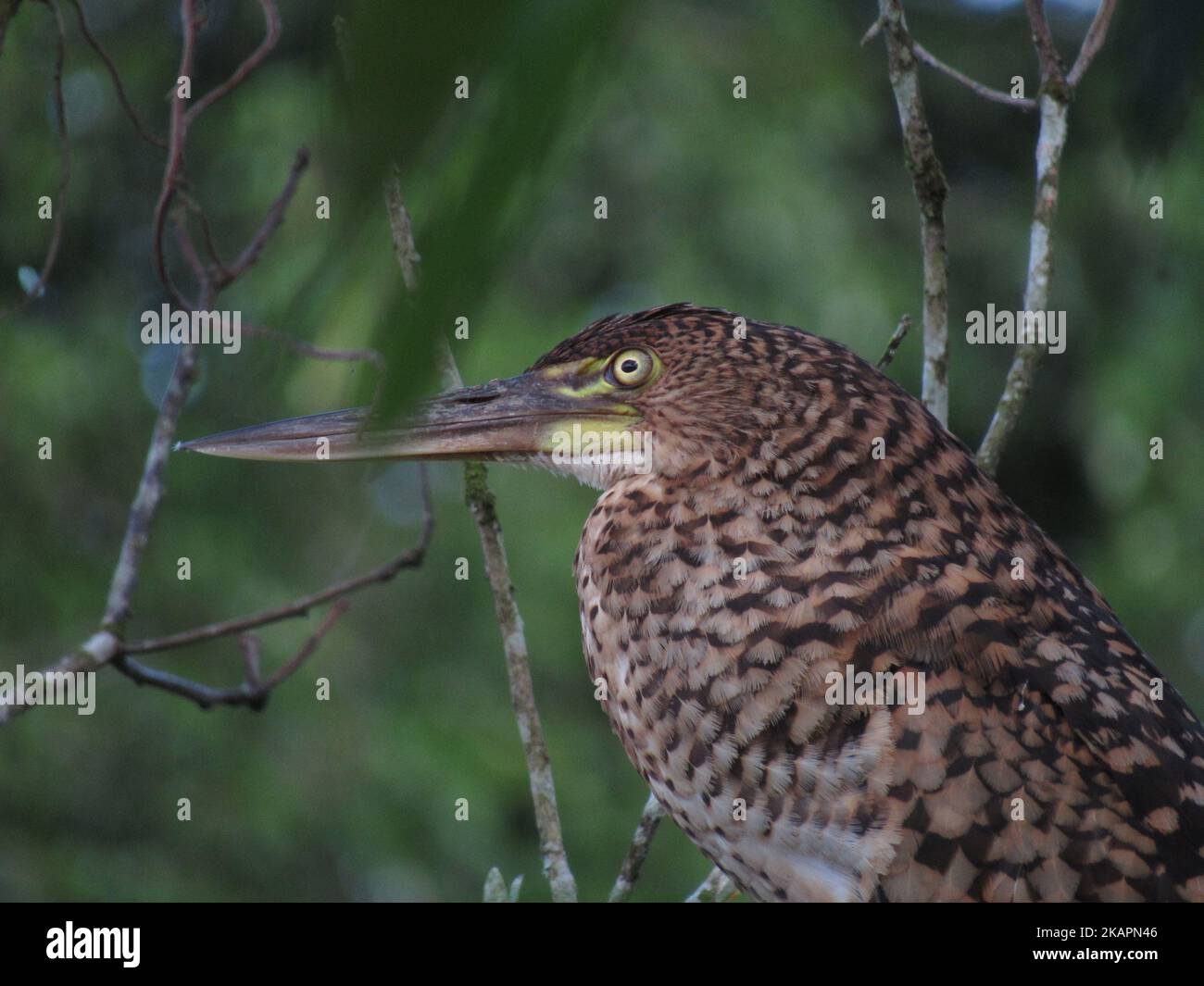 Eurasian bittern hi-res stock photography and images - Alamy