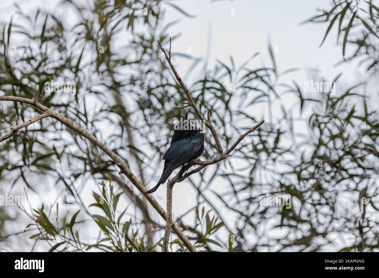 A closeup shot of a Spangled drongo bird perching on a tree branch ...