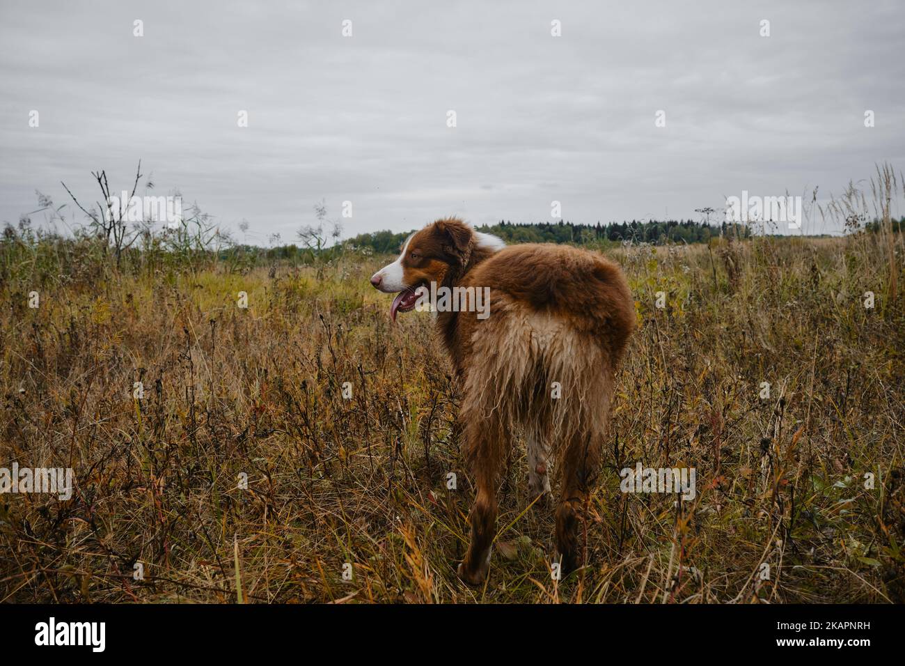 Beautiful thoroughbred dog stands in field on dry yellow grass and ...