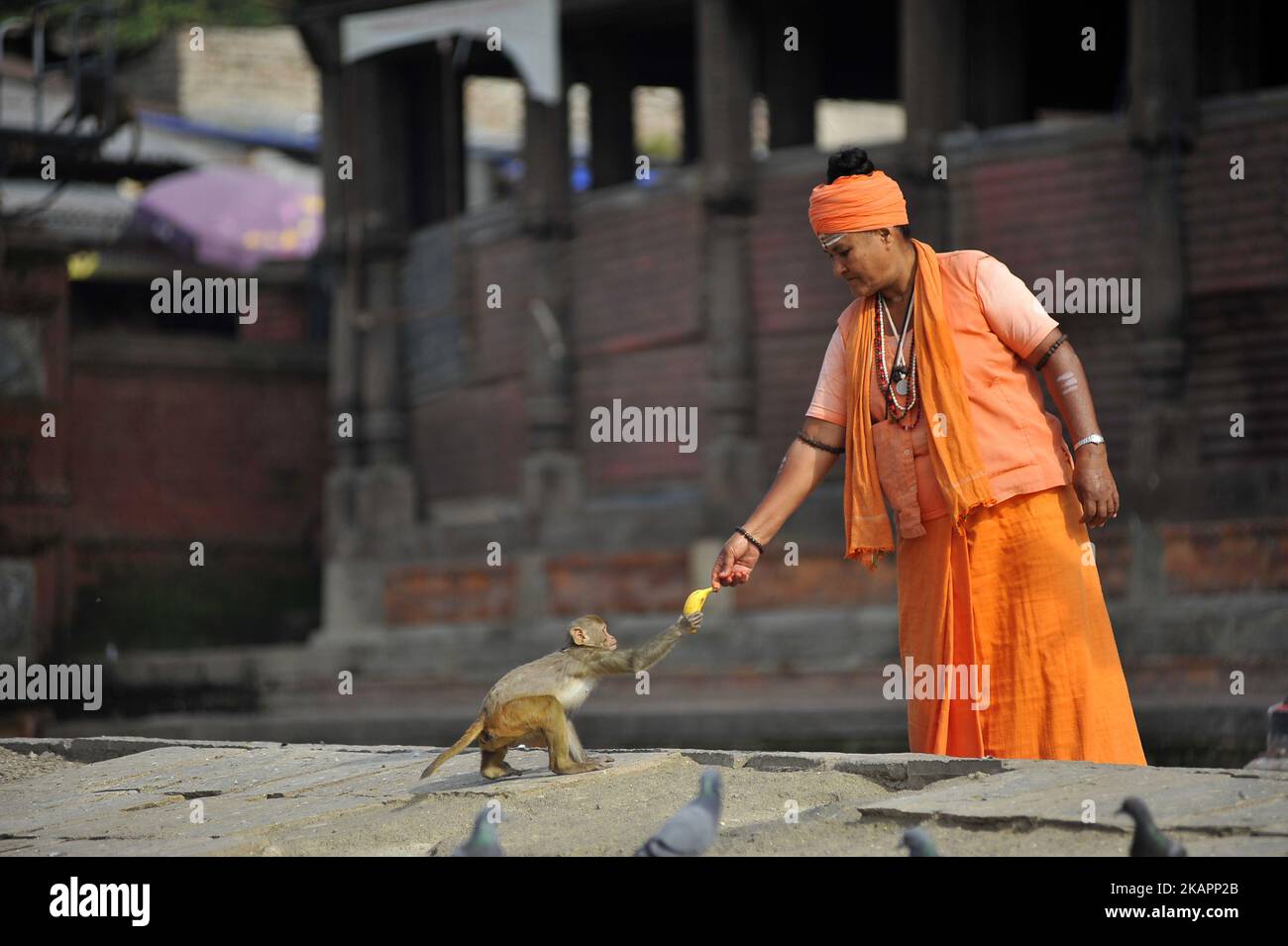 A priest giving Banana to Monkey at the premises of Pashupatinath ...