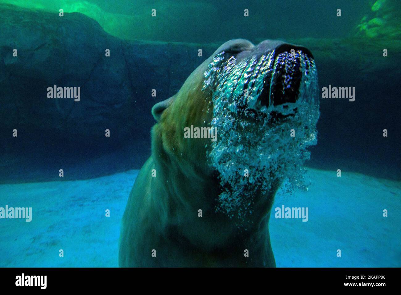 Polar bears Aurora and Peregrino live in the São Paulo Aquarium in ...