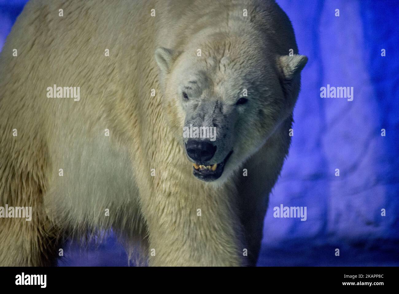 Polar bears Aurora and Peregrino live in the São Paulo Aquarium in ...