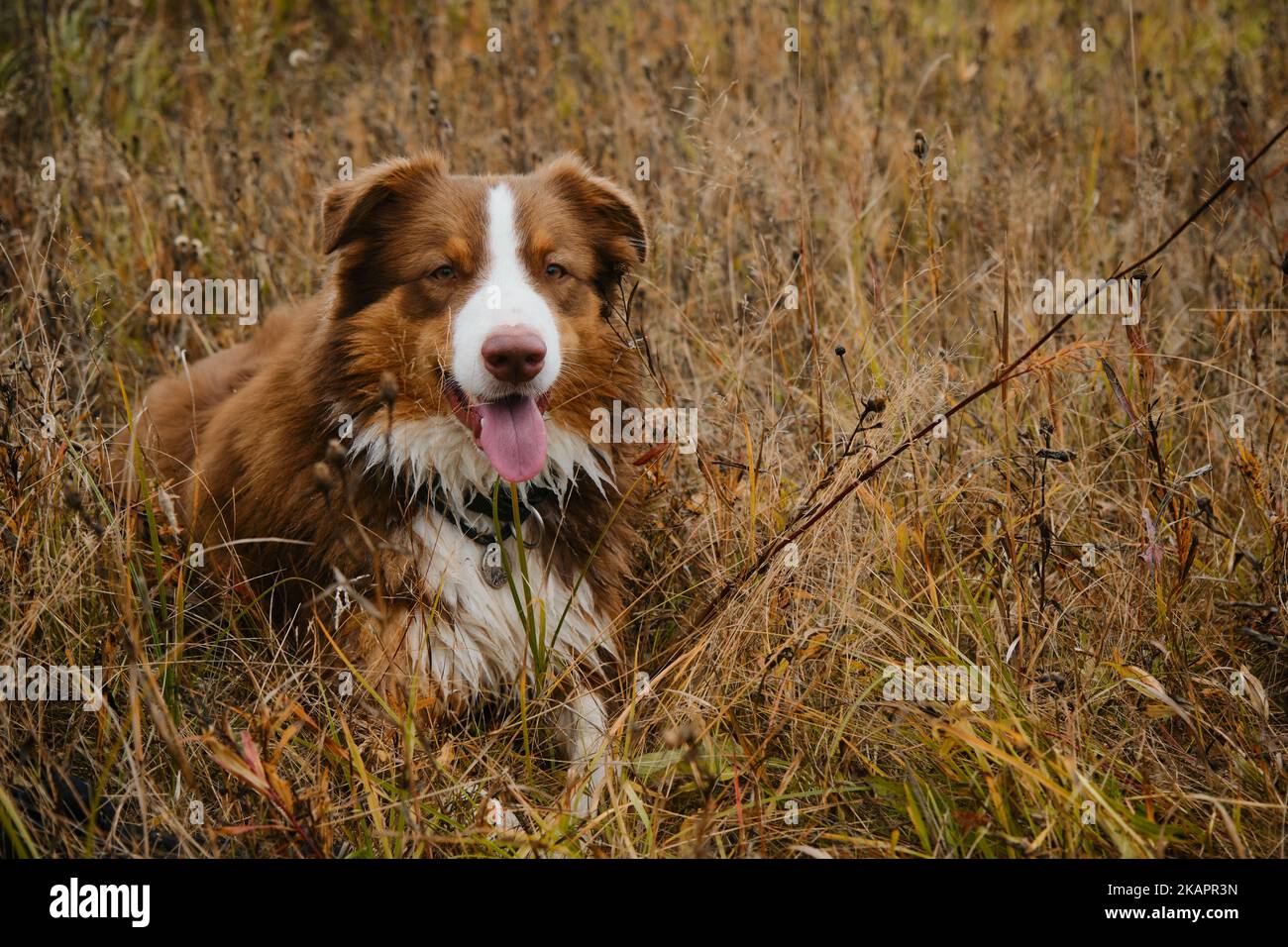 Beautiful thoroughbred dog lies in field on dry yellow grass and smiles ...