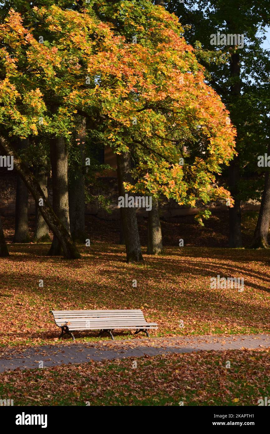 A vertical shot of a park bench under a tree in deep autumn surrounded ...