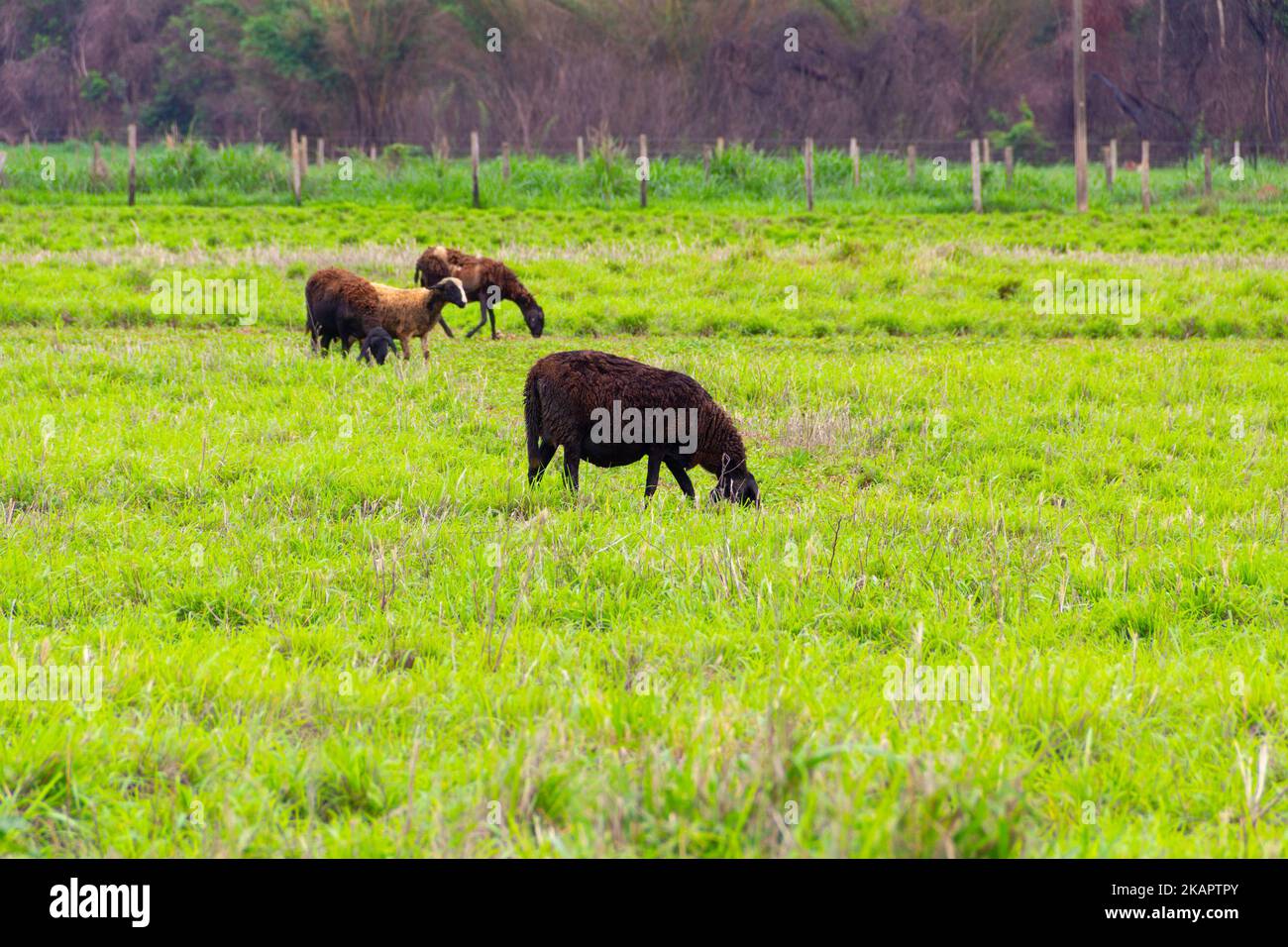 Goiânia, Goias, Brazil – October 30, 2022: A small herd of Dorper Sheep ...