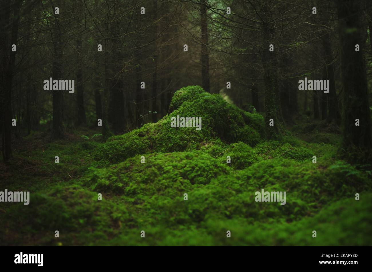 Moss covered woods hi-res stock photography and images - Alamy