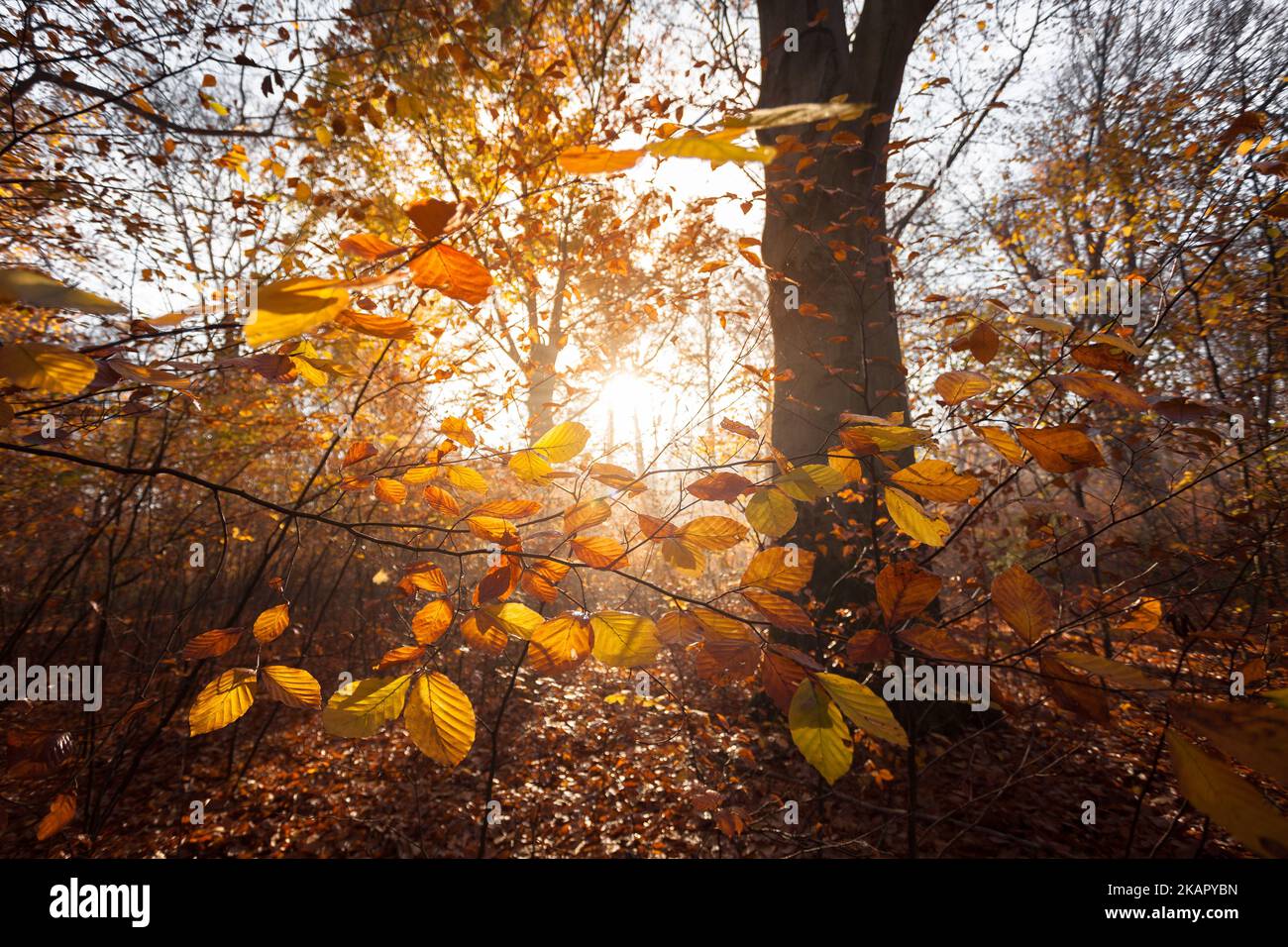 morning light in warm autumn forest with haze and sun rays Stock Photo ...